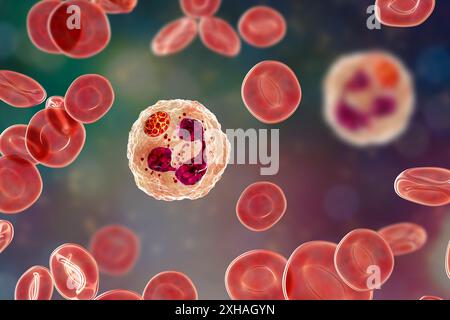 Illustration of Anaplasma sp. bacteria infecting neutrophils. Anaplasma ...