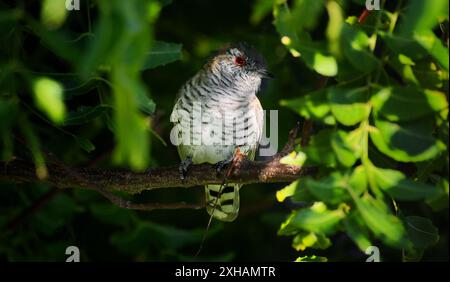 Little Bronze Cuckoo (Chrysococcyx minutillus Stock Photo - Alamy