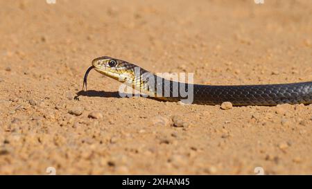 Lesser Black Whipsnake (Demansia vestigiata Stock Photo - Alamy