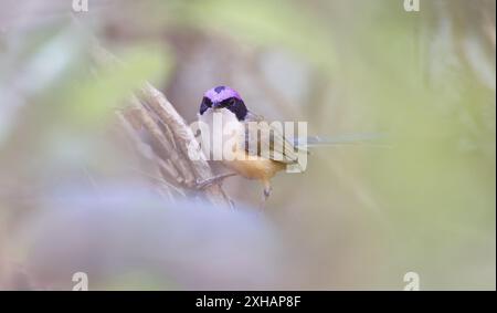 Male Purple-crowned fairywren (Malurus coronatus) wren in breeding ...