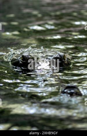 The Gharial, with its long, narrow snout and sharp teeth, was spotted ...