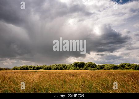 Nottingham, July 7th 2024: The Hook Nature Reserve in Lady Bay Stock ...