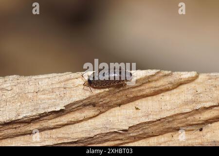 Closeup on the fast woodlouse, Philoscia muscorum sitting on a piece of ...