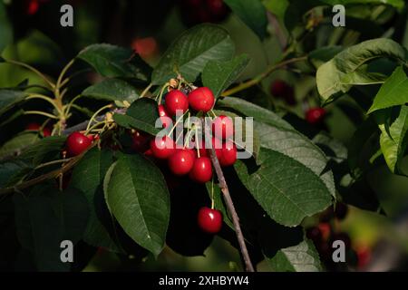 Large and mature cherry fruit Stock Photo - Alamy