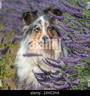 Pretty shetland sheepdog looking at the camera sitting on a pink ...