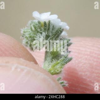 flaccid cryptantha (Cryptantha flaccida) Redwood City, California ...