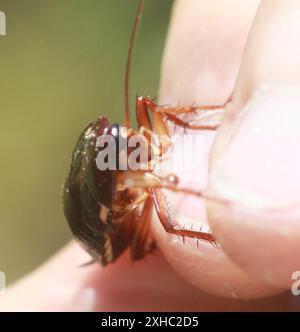 Turkestan Cockroach (Periplaneta lateralis) Wetlands Park LAs Vegas ...