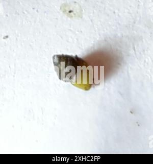 California Assiminea (Angustassiminea californica Stock Photo - Alamy