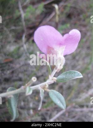 Cape Sweetpeas (Podalyria) Dune Molerat Reserve at the Lookout Stock ...
