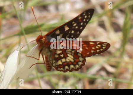 Variable Checkerspot (Euphydryas chalcedona) Calistoga, California ...
