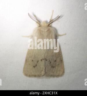 Wandering Tiger Moth (Spilosoma vagans) sagehen creek fieldstation ...