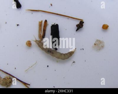 Water Snipe Flies (Athericidae) R45, Franschoek: At LOrmarins Stock ...