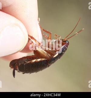Turkestan Cockroach (Periplaneta lateralis) Wetlands Park LAs Vegas ...