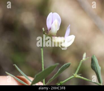 Pacific pea (Lathyrus vestitus) Calistoga, California, United States ...
