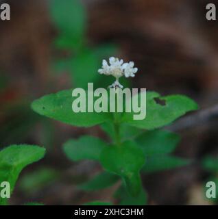 modesty (Whipplea modesta) California, United States Stock Photo - Alamy