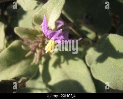Large Snake-apple (Solanum tomentosum tomentosum Stock Photo - Alamy