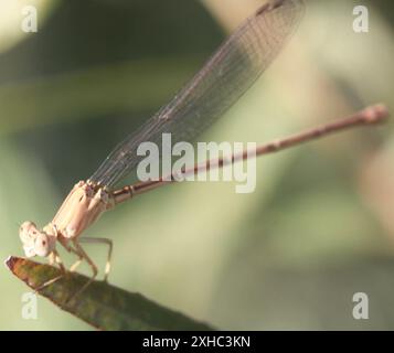 Powdered Dancer (Argia moesta) Henderson, Nevada, United States Stock ...