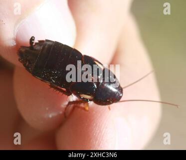 Turkestan Cockroach (Periplaneta lateralis) Wetlands Park LAs Vegas ...