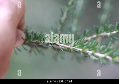 chamise (Adenostoma fasciculatum) Calistoga, California, United States ...