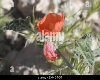 apricot mallow (Sphaeralcea ambigua) Grand loop trail Stock Photo - Alamy
