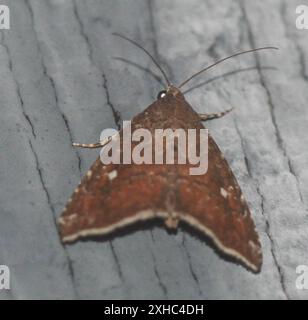 Hook-tipped Amyna Moth (Amyna bullula) Insecta Stock Photo - Alamy