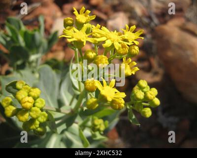 Poorflower Babooncabbage (Othonna parviflora) De Hoek in the Groot ...