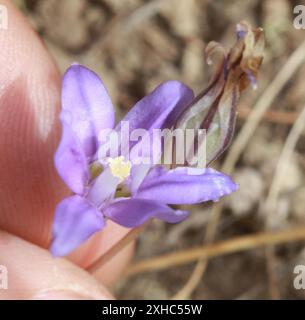 Dwarf Brodiaea (Brodiaea terrestris) Redwood City, California, United ...