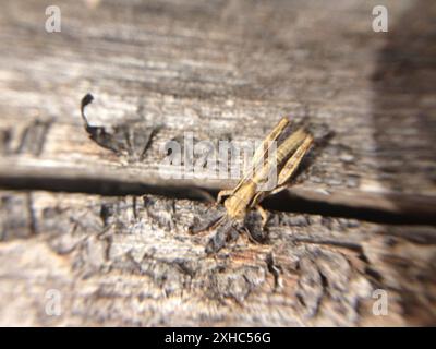 Spur-throated Grasshoppers (Melanoplinae) Herbert Hoover Middle School ...