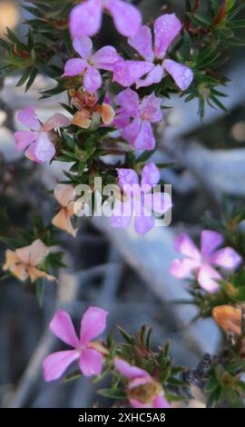 Blackspot Porcelainflower (Acmadenia maculata) On the jeep track from ...