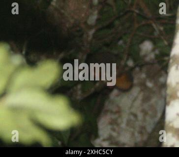 Black-headed Night Monkey (Aotus nigriceps), Tambopata-Candamo Nature ...