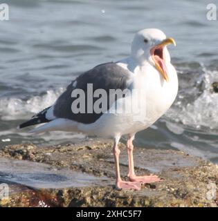 Western Gull (Larus occidentalis) Heron's Head Stock Photo - Alamy