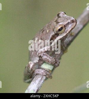 Squirrel Treefrog (Hyla squirella) Crown Point, Louisiana, United ...