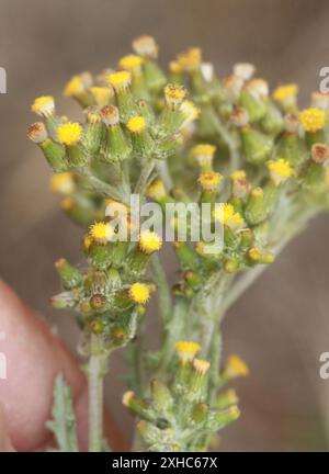 Cutleaf burnweed (Senecio glomeratus) Abbott's lagoon Stock Photo - Alamy