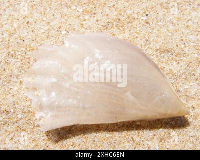 Fan Shell (Pinna muricata) Lighthouse - Island Rock Road, Jangamo ...
