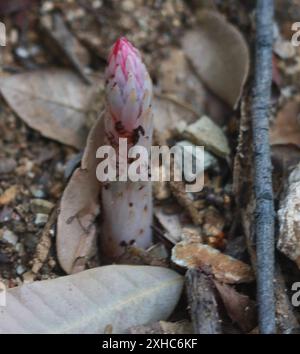 sugarstick (Allotropa virgata) California, United States Stock Photo ...