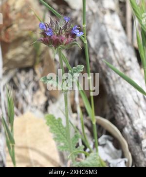 Chia (Salvia columbariae) Calistoga, California, United States Stock ...