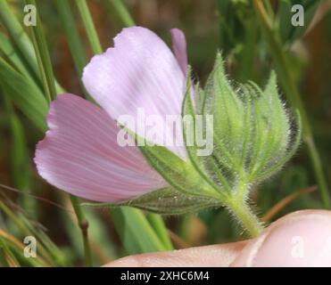fringed checkerbloom (Sidalcea diploscypha) San Carlos, California ...