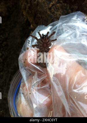 False Tarantula (Calisoga longitarsis) 200 Sarah Dr, Corte Madera, CA ...