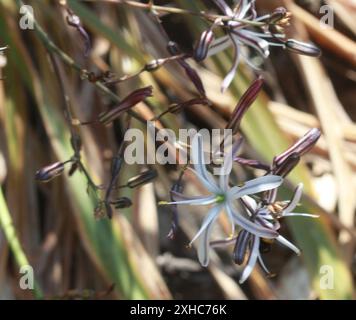 California Soap Plant (Chlorogalum pomeridianum) in dry grass field ...
