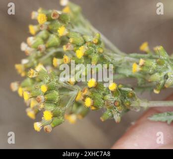 Cutleaf burnweed (Senecio glomeratus) Abbott's lagoon Stock Photo - Alamy
