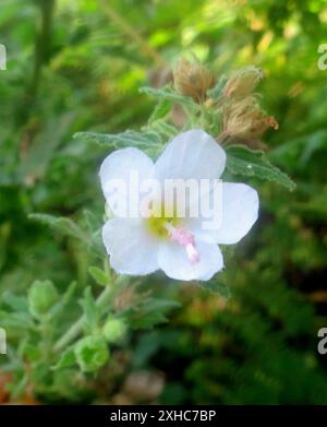 Pink Swampmallow (Pavonia columella) Eden, ZA-WC, ZA Stock Photo - Alamy