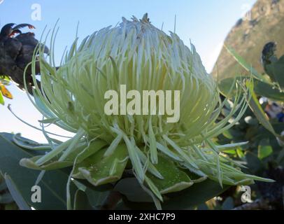 Wagon Tree (Protea nitida) Camferskloof in the Outeniquas Stock Photo ...