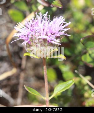 serpentine monardella (Monardella purpurea) bon tempe lake Stock Photo ...