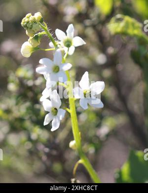 coastal manroot (Marah oregana) Daly City, California, United States ...