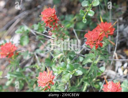 Paintbrushes (Castilleja) Calistoga, California, United States Stock ...