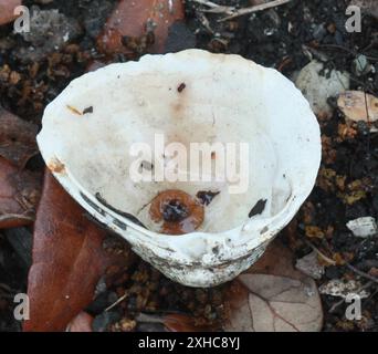 Atlantic Rangia (Rangia cuneata) Crown Point, Louisiana, United States ...