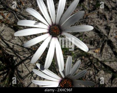 Cape oxeye (Dimorphotheca nudicaulis nudicaulis) Cape Hangklip Stock ...