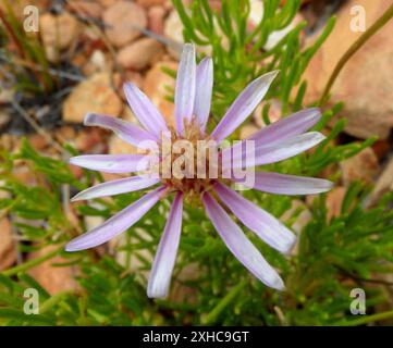 Common Fine Felicia (Felicia filifolia filifolia) Jeep track to Mt ...