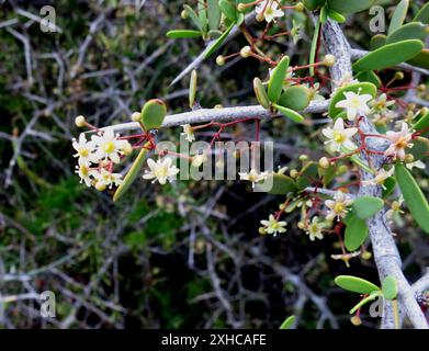 Splint Spike-Thorn (Gloveria integrifolia) Min Water in the Klein Karoo ...