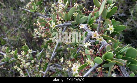 Splint Spike-Thorn (Gloveria integrifolia Stock Photo - Alamy